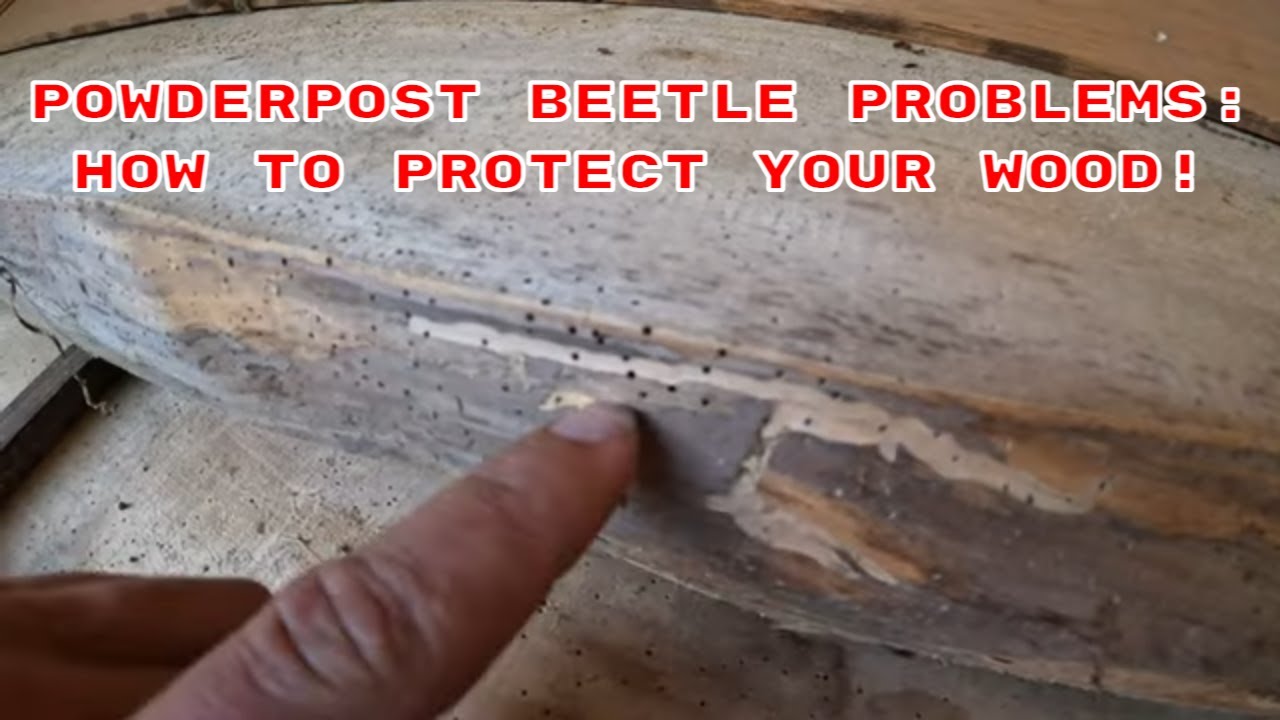 Powderpost Beetle Infestation: How To Identify, Prevent, And Eradicate ...