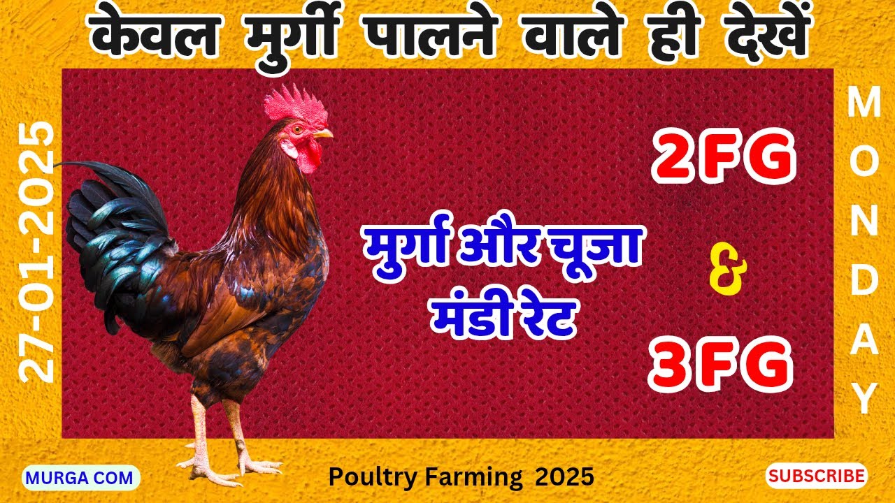 Thok Murga Mandi Rates | Today Poultry Rate | Poultry Rate Today ...