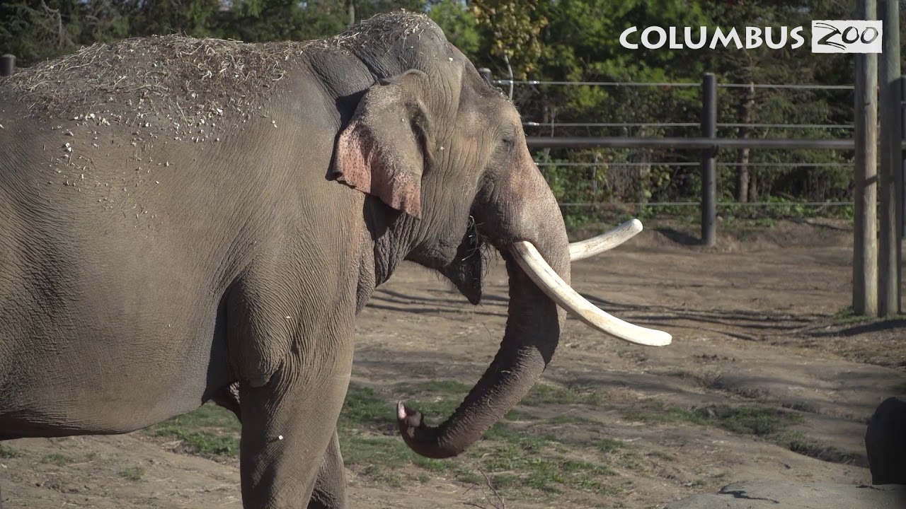 How do Elephants Talk? — Columbus Zoo Qs - YouTube