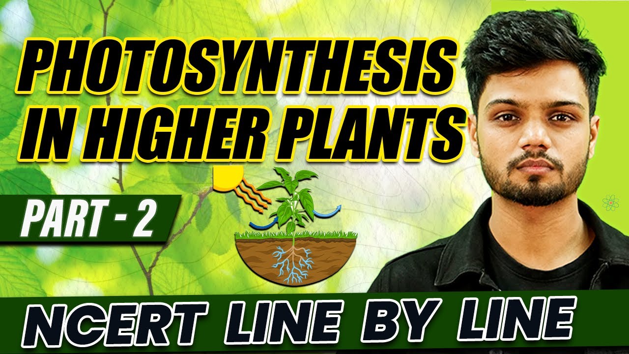 Photosynthesis in Higher Plants Part 2 | Class 11 Biology | NCERT Line ...