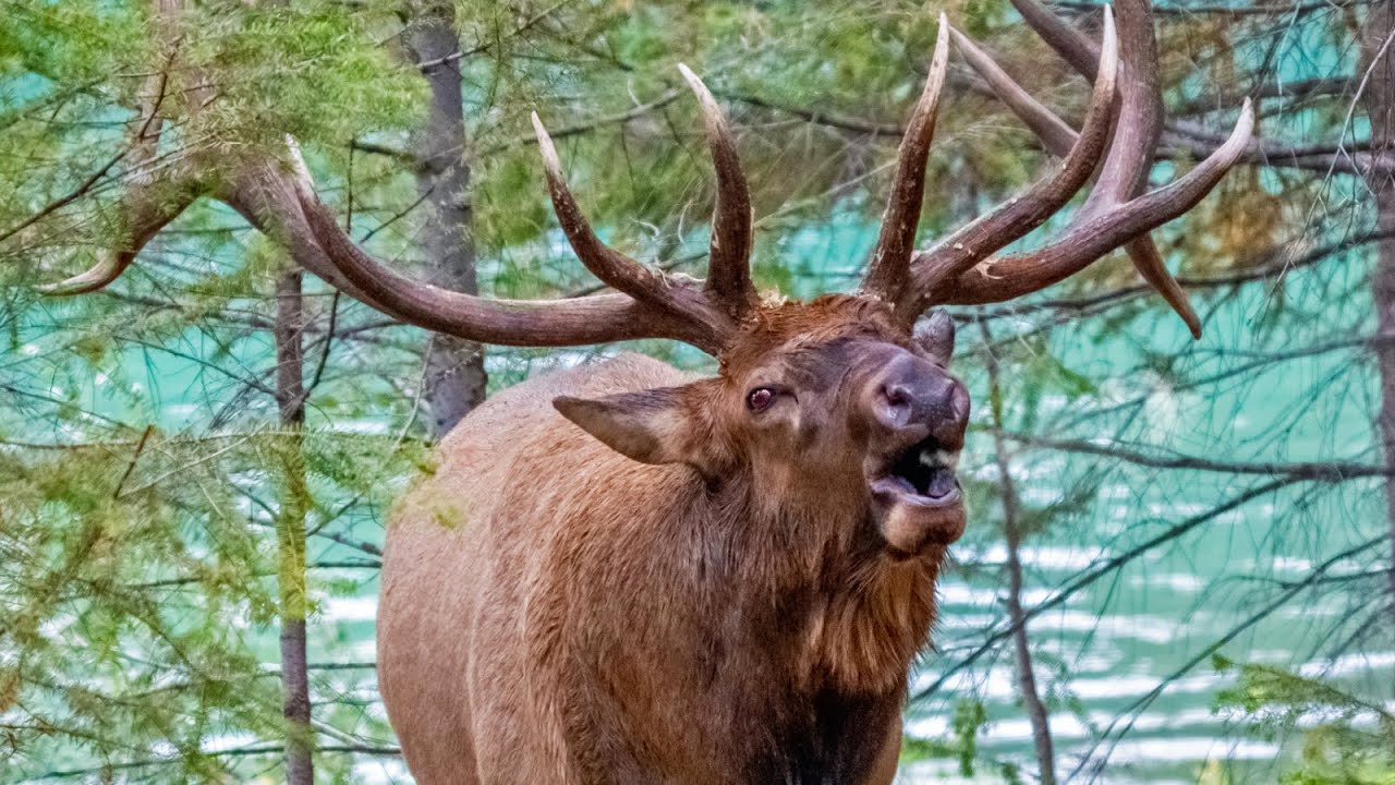 No Alarm Clock Needed! Elk Bull Bugling at the Lodge - YouTube
