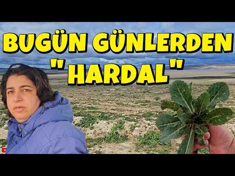 BUGÜN GÜNLERDEN HARDAL, MELİKE İLE BİRLİKTE HARDAL TOPLADIK