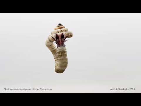 Ammonite 3D Animation