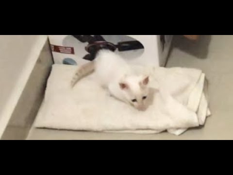 MY TIMMY CAT - PART-3 !! ITS TIME TO PRACTICE HOW TO HUNT !! TIMMY ...