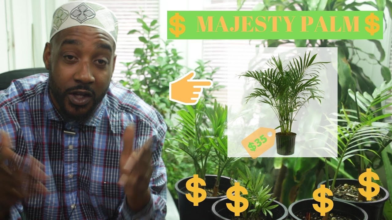 "Majesty Palm Propagation HACK Revealed! 🌴🌿 Watch This Incredible ...