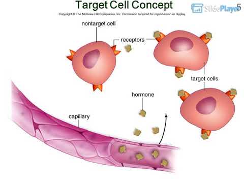 Harmones and endocrine system