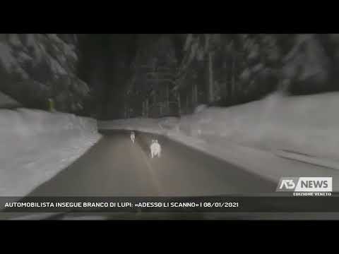 AUTOMOBILISTA INSEGUE BRANCO DI LUPI: «ADESSO LI SCANNO» | 08/01/2021