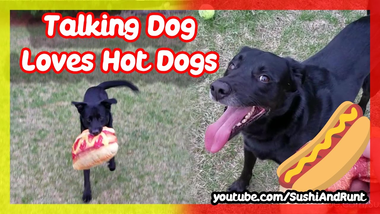 Talking Dog Incredible Sam Loves Hot Dogs - YouTube
