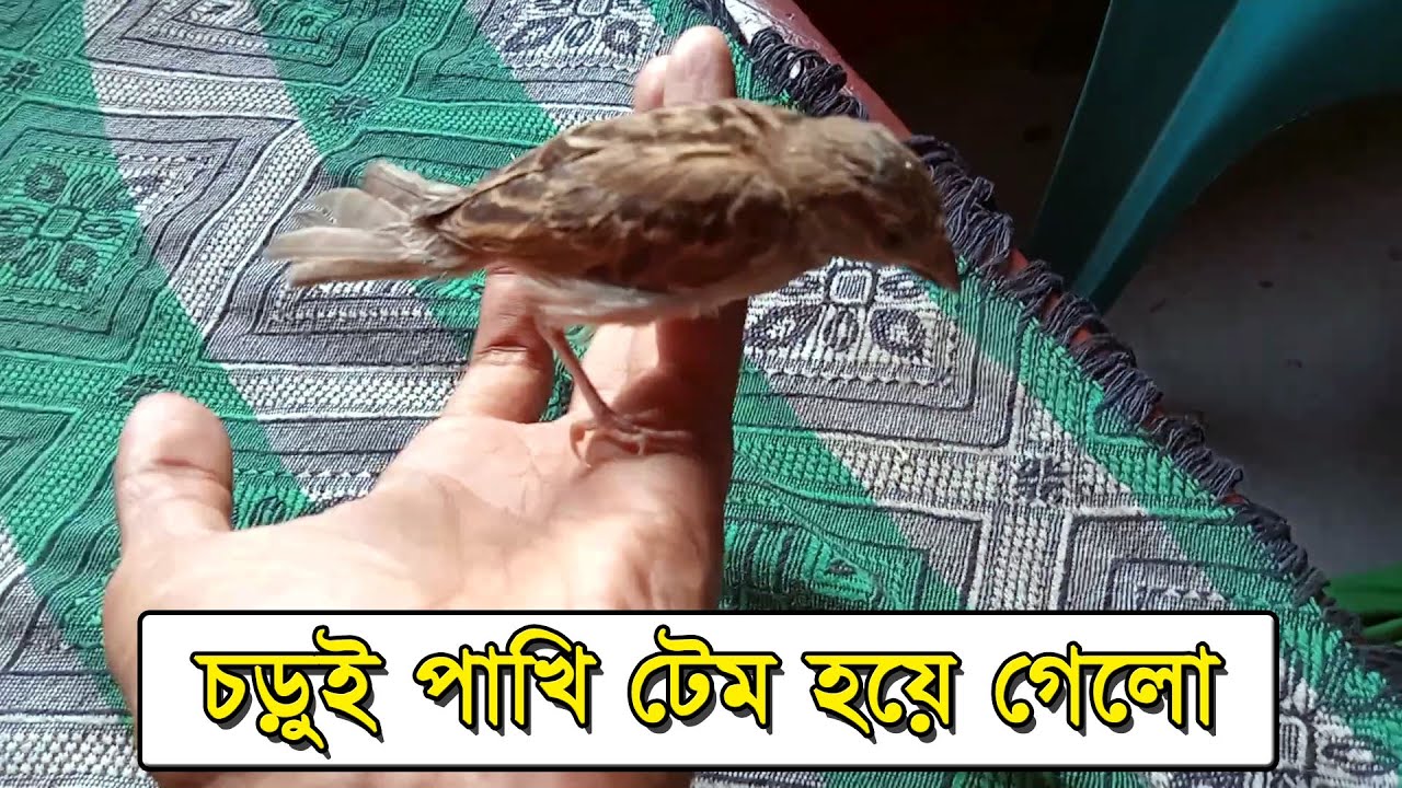 চড়ুই পাখি টেম হয়ে গেলো | Coroi Pakhi | চড়ুই পাখির কিচির মিচির শব্দে ...
