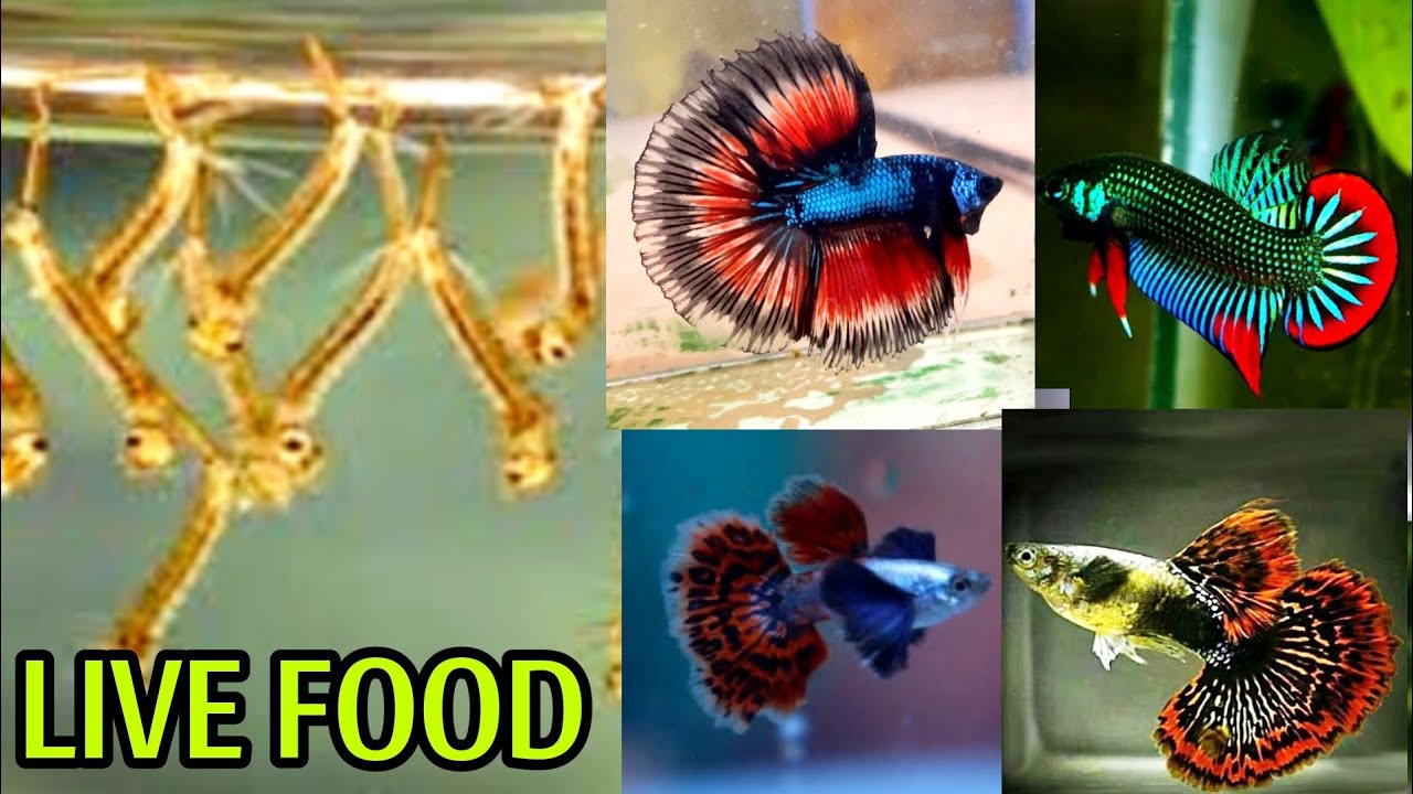 MOSQUITO LARVAE FOR BETTA AND GUPPY | GUPPY FISH BREEDING | BETTA FISH ...