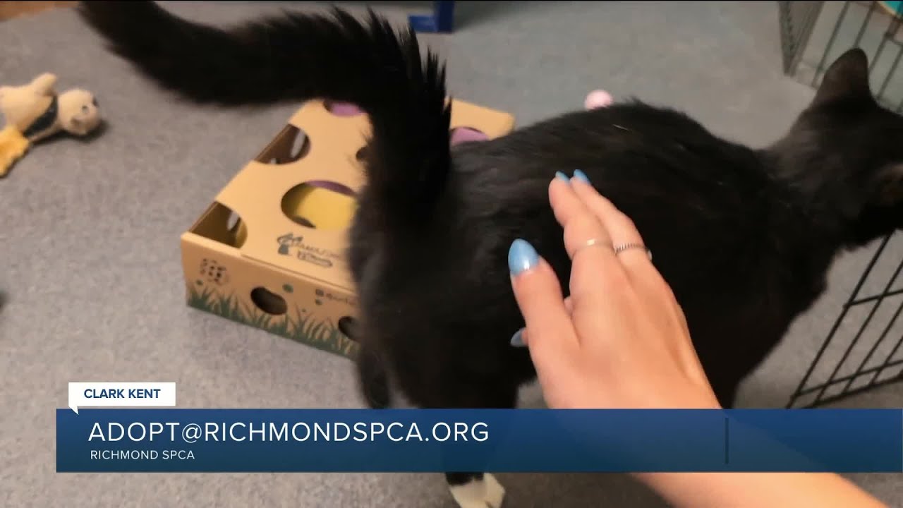 Paws for Pets: Clark Kent, confident girl who is a great companion ...