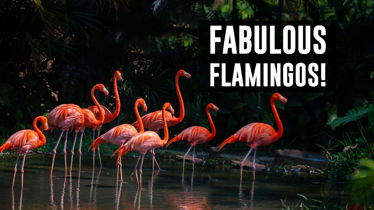 Includes footage of a flamingo that lived for 83 years! - YouTube