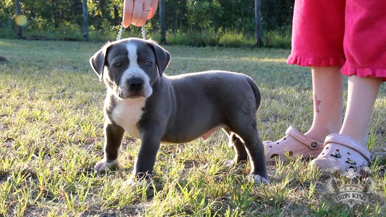 Blue Pitbull Puppies for sale ,Pitbull puppies for sale ,Halo x Moose 7 ...