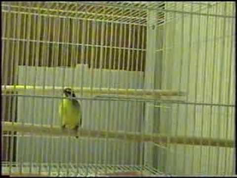 Finch Green Singer Song (Serinus mozambicus ) - YouTube