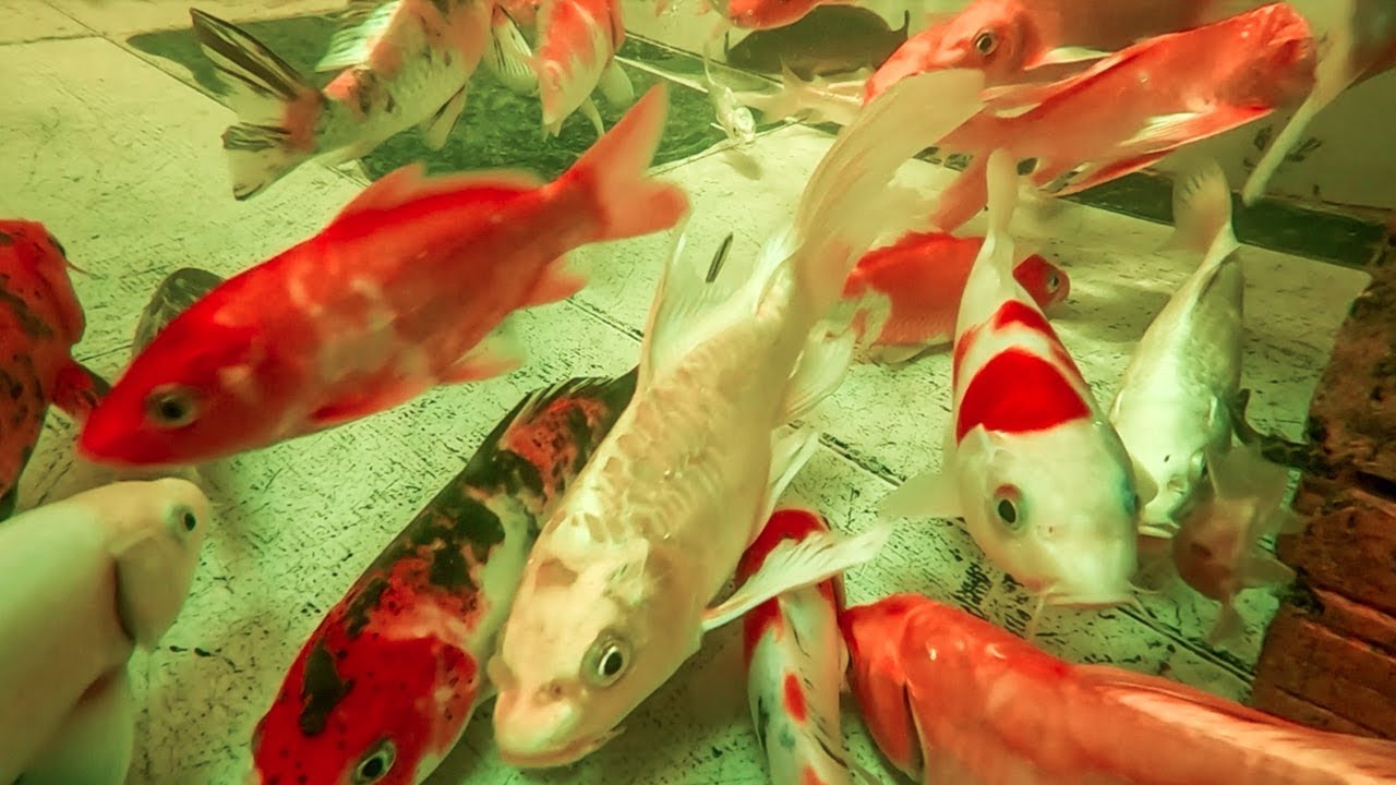 Koi Fish in Tank and How to Feeding Koi Fish - YouTube