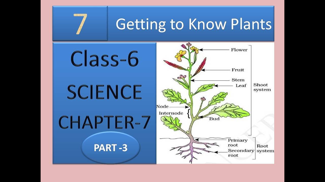 NCERT ,CBSE,CLASS 6 SCIENCE, CHAPTER 7 GETTING TO KNOW PLANTS, PART 3 ...