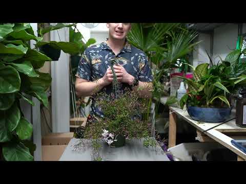 How To Take Care Of Chameli Plant