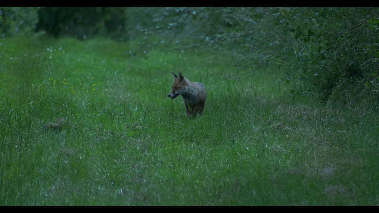 Red Foxes in the Apple Orchards 4K DCI 29 JUNE 2024 - YouTube