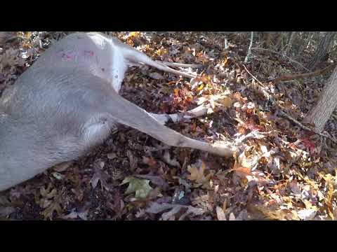 Hunt 2021 Block Island bow hunt. - YouTube