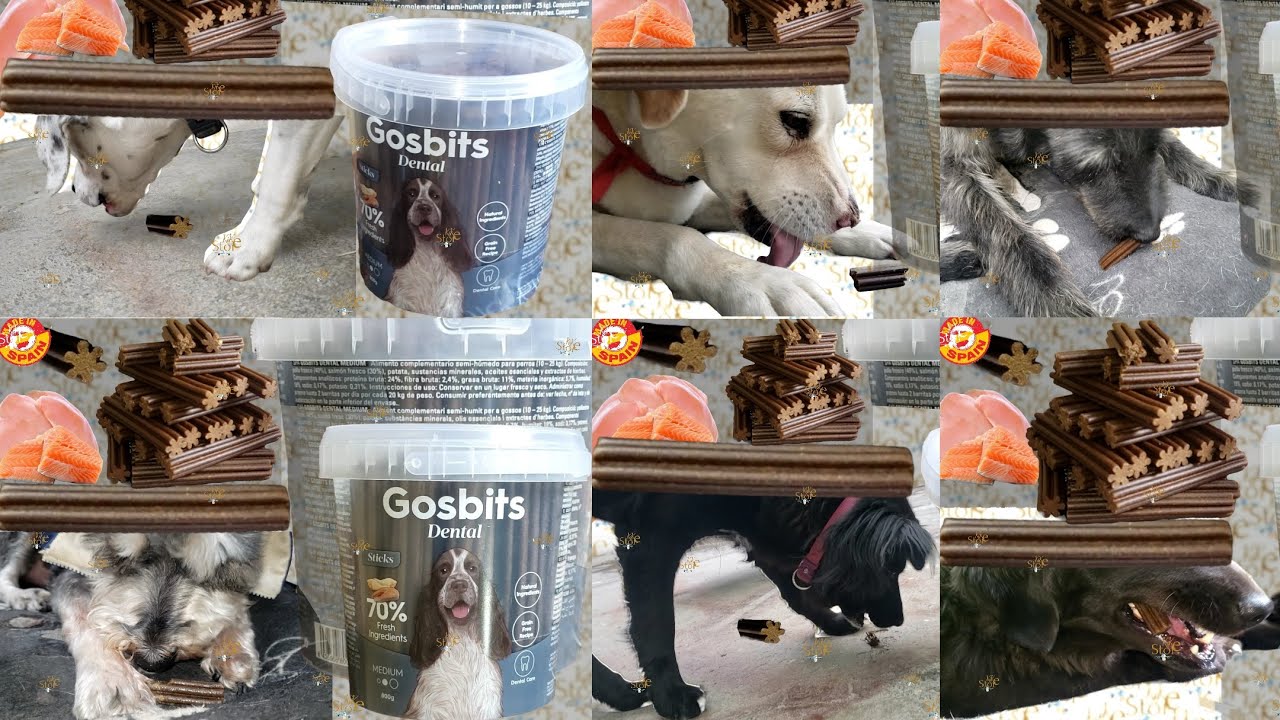 Comiendo Perro Stick GOSBITS DENTAL previene ayuda algo la aparición ...