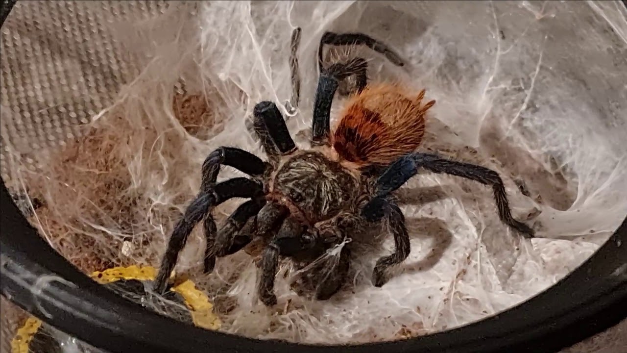GBB TARANTULA | DROPPED LEGS & FEEDING - YouTube