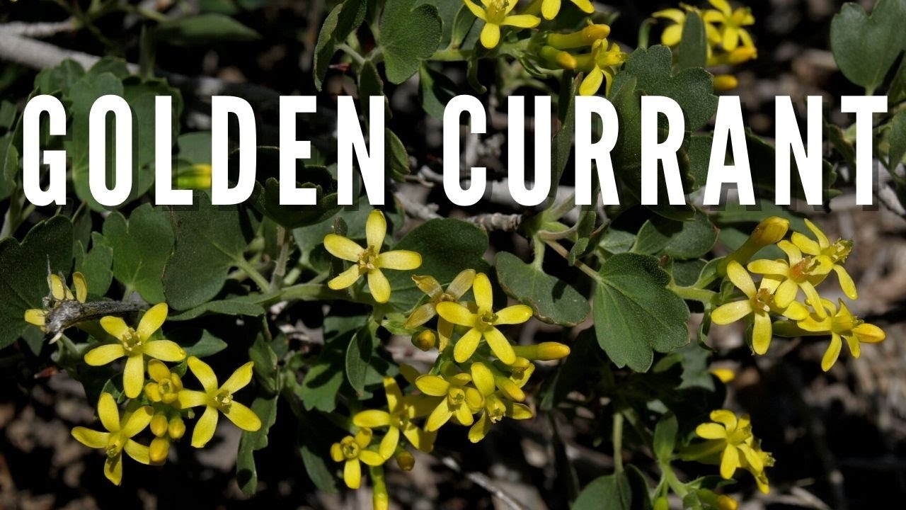GOLDEN CURRANT | Outdoor Idaho - YouTube