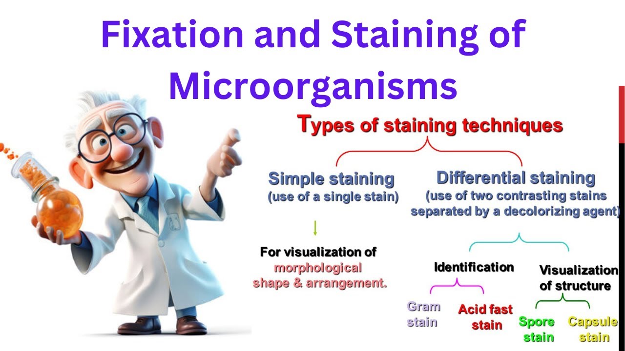 Fixation and Staining of Microorganims - YouTube