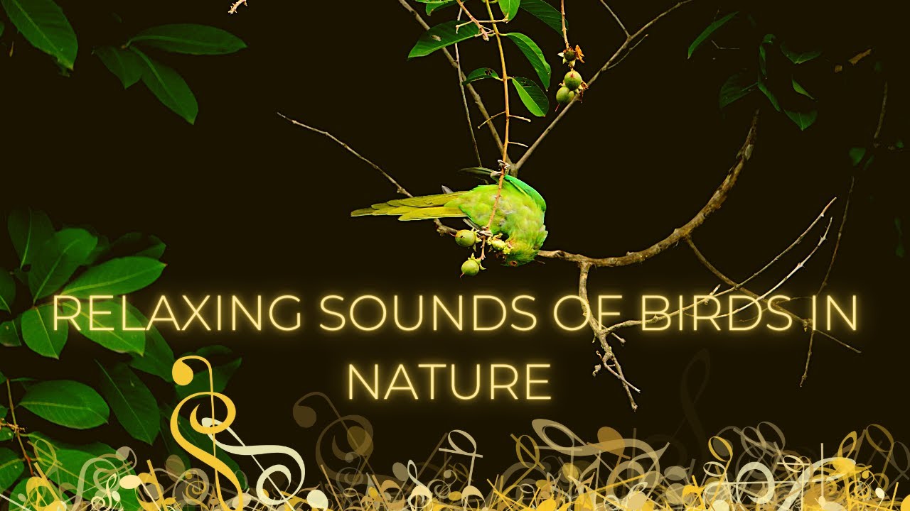 Forest Bird Sounds for Concentration and Relaxation | Birds Singing ...