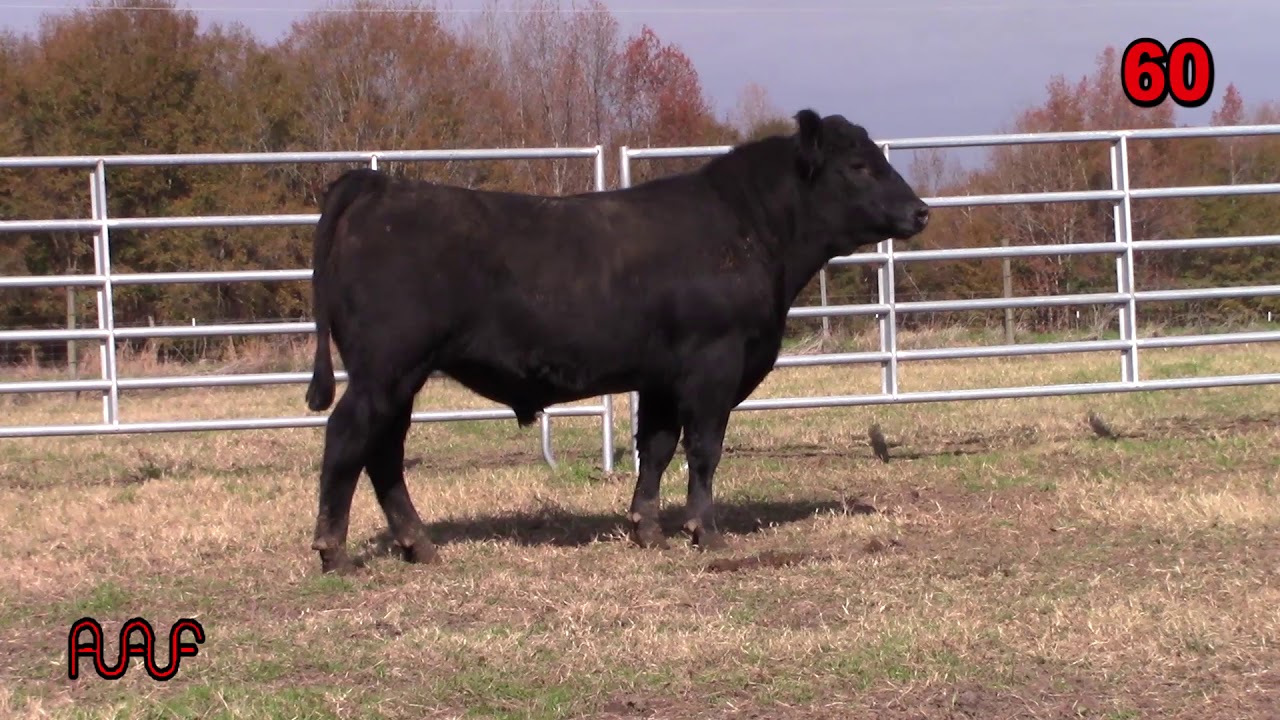 Adams Angus Farm Lot 60 - YouTube