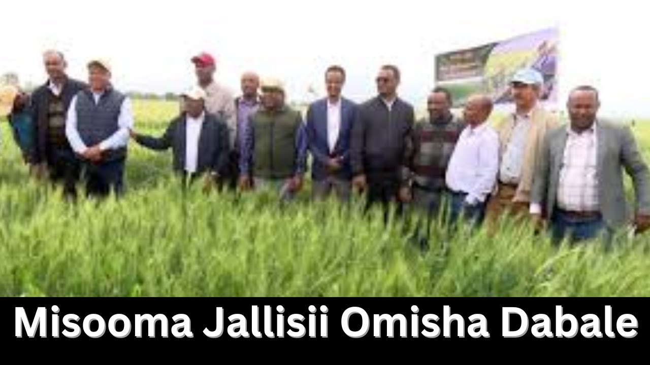 Misoomni Jallisii Guddina Diinagdee Biyyaatiif Shoora Guddaa Qaba ...
