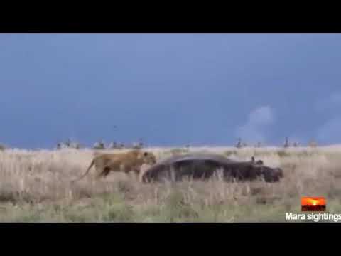 Su Aygırına Kafasını Kaptıran Aslan