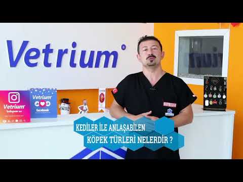 Kedi ve Köpek Aynı Evde Yaşar Mı? - Kedilerle Anlaşabilen Köpek Türleri