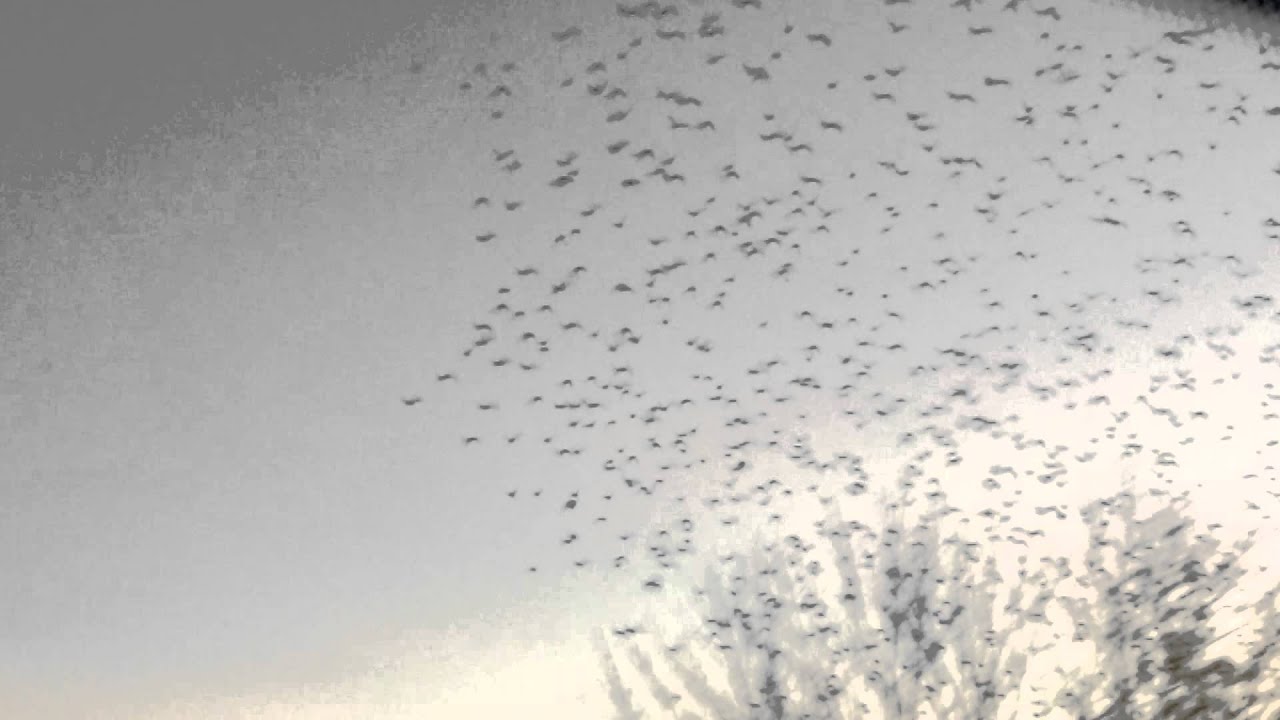 Swarming Birds at Dusk - YouTube