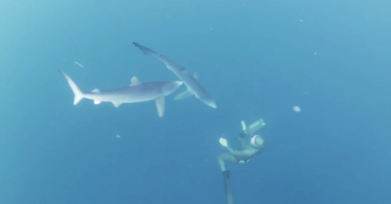 Freediving with the Fastest Shark in the World | Ocean Adventures, Ep ...