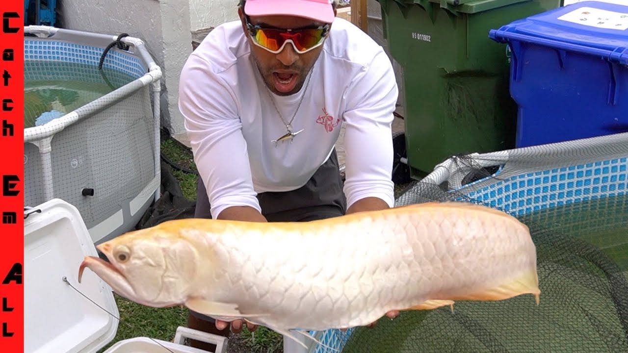 RARE AROWANA FISH ** Albino Problem with Shamu in New Pool** - YouTube
