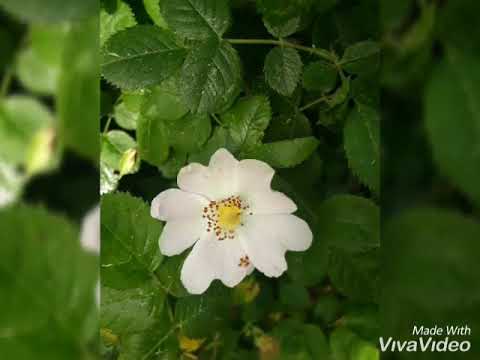 Hastayım Yalnızım I  Rıza Tevfik Bölükbaşı I Hayati İnanç