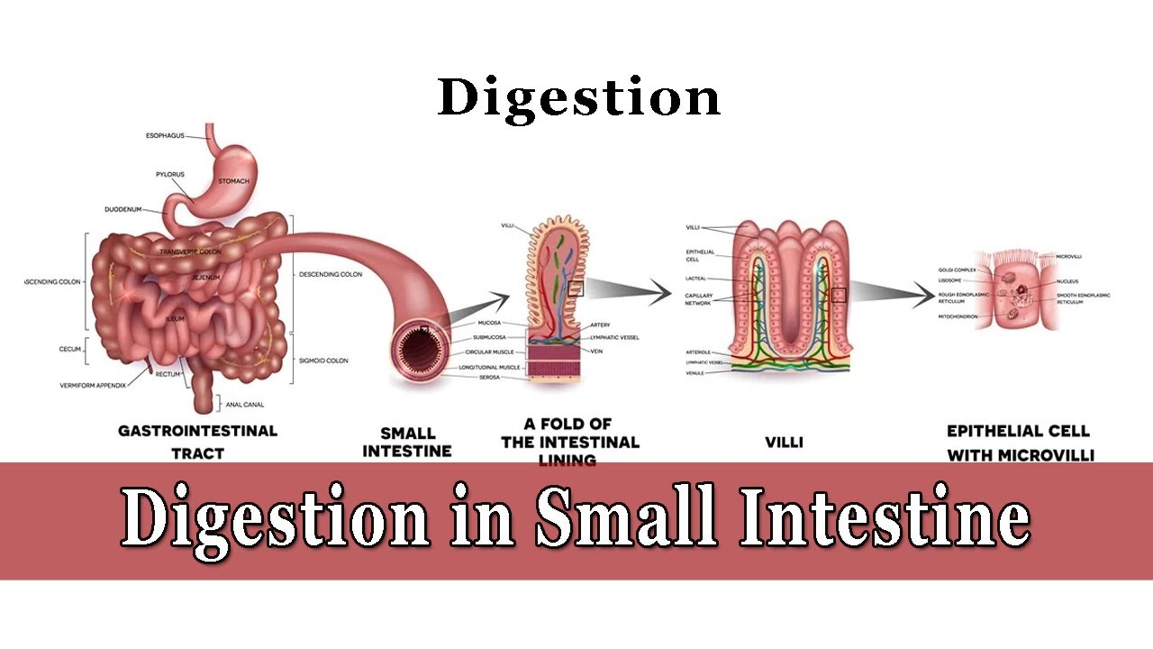 Digestion in small intestine || Human digestive system || lectures from ...