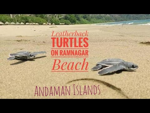 Baby Leather- back Turtles on Ramnagar Beach || Leather- back ...