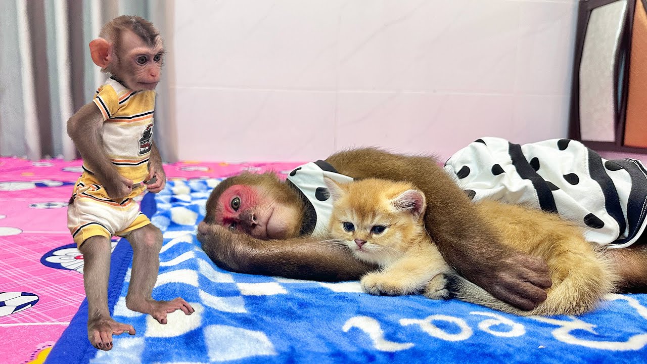 Baby monkey Mon gets jealous when sees Kobi showing love to the kitten ...