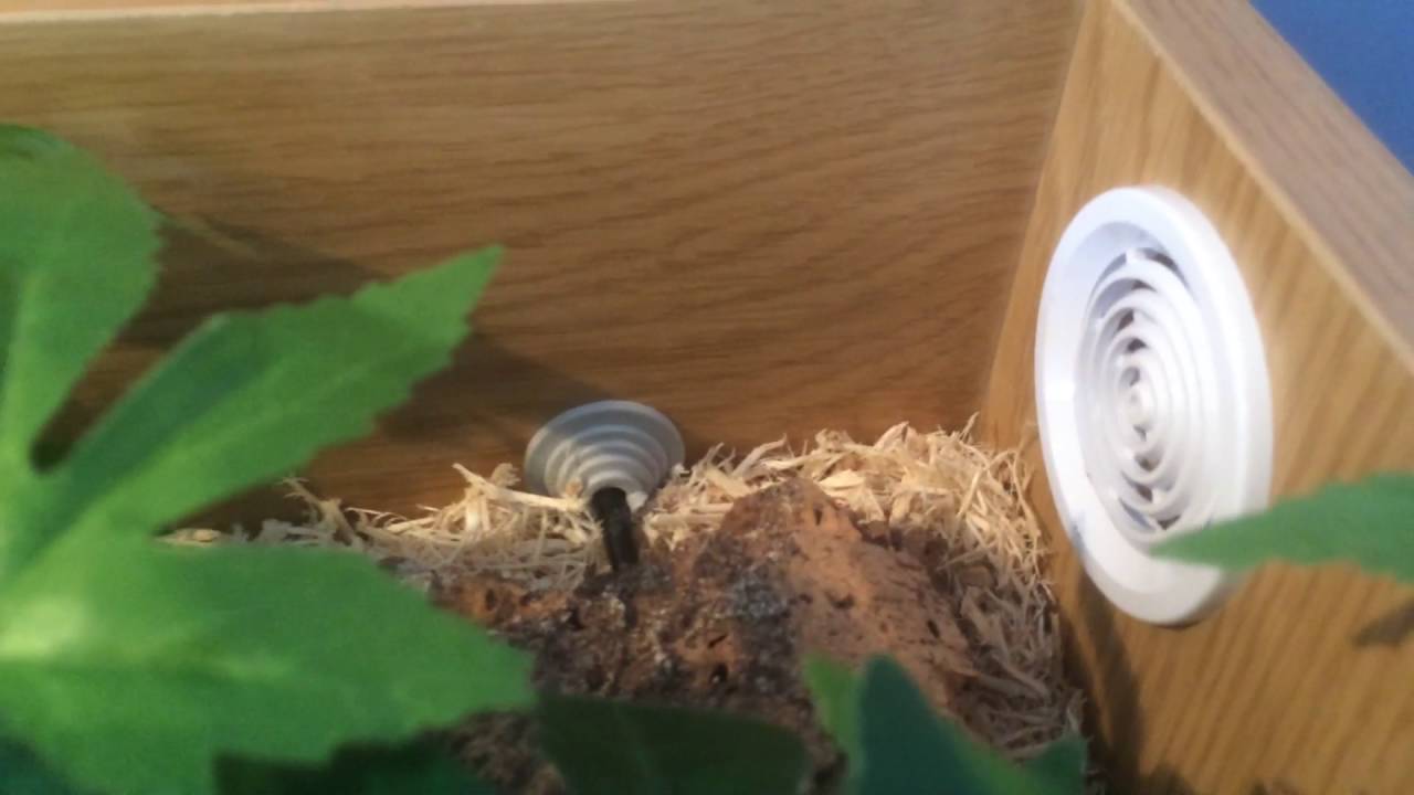 Corn snake set up - YouTube