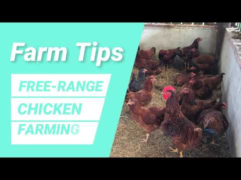Free-Range Chicken Farming | Practical Tips and Guides