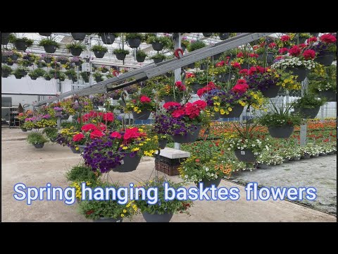 Spring Hanging baskets flowers - YouTube