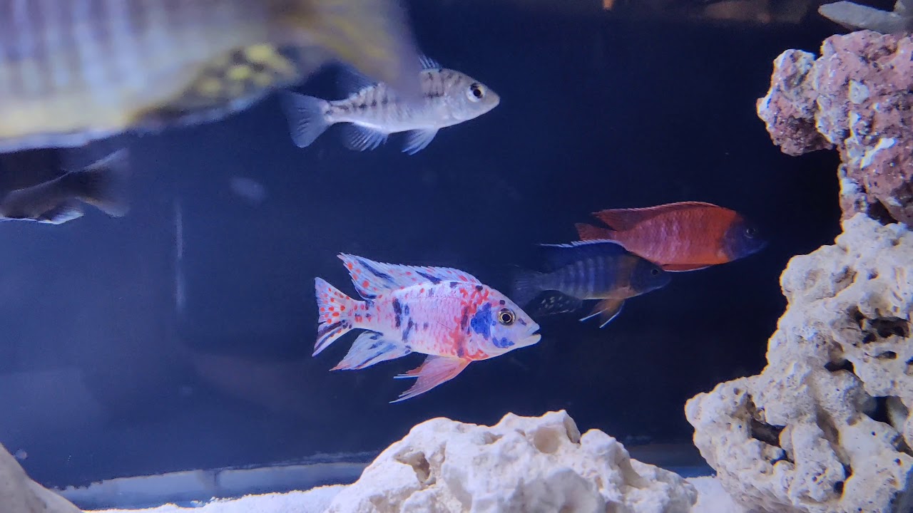 The best looking OB cichlid - YouTube