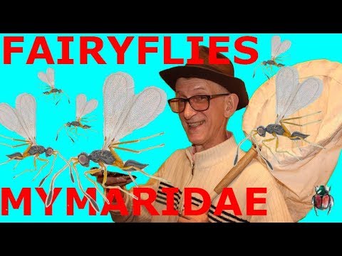Fairyflies, Egg Parasitoids, Mymaridae (Hymenoptera, Chalcidoidea), Who ...