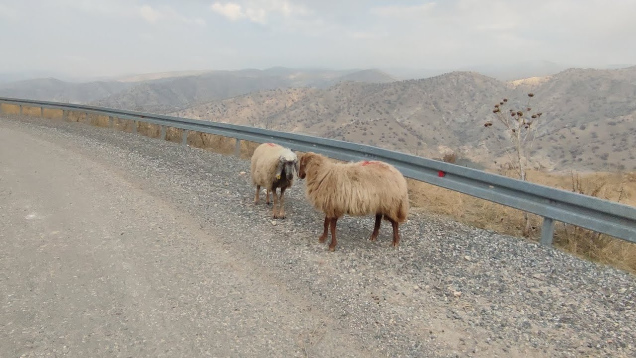 dişi koyun dövüşü | koyun kavgası / 2 koyun kapışıyor | hamdani koyun ...