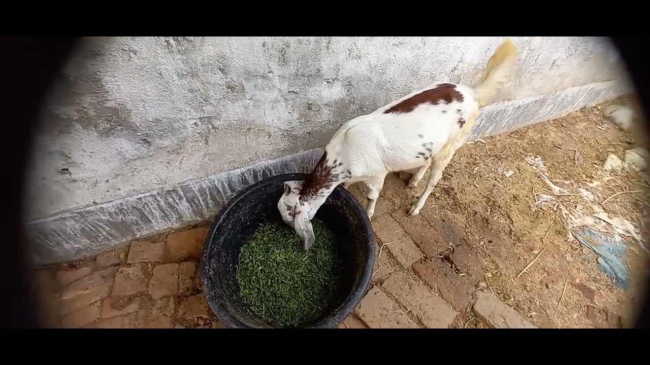 jamuna pari goat are available in my farm maa goat farm arwal bihar ...