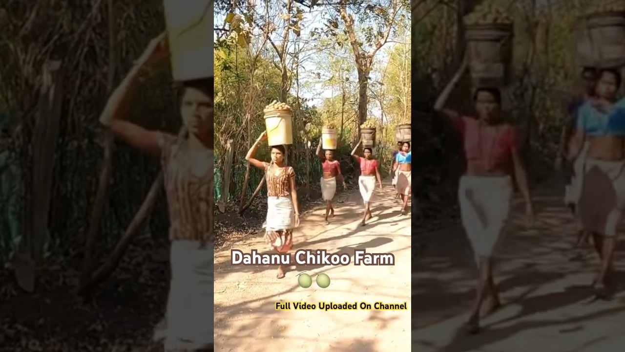 Dahanu Chikoo Farm🍈🍈 #dahanu #chikoo #chikoofarm #fruitorchard #fruits ...