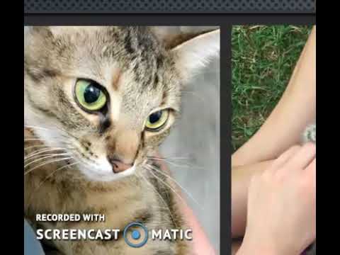 Ms. McCoy INTRO - YouTube