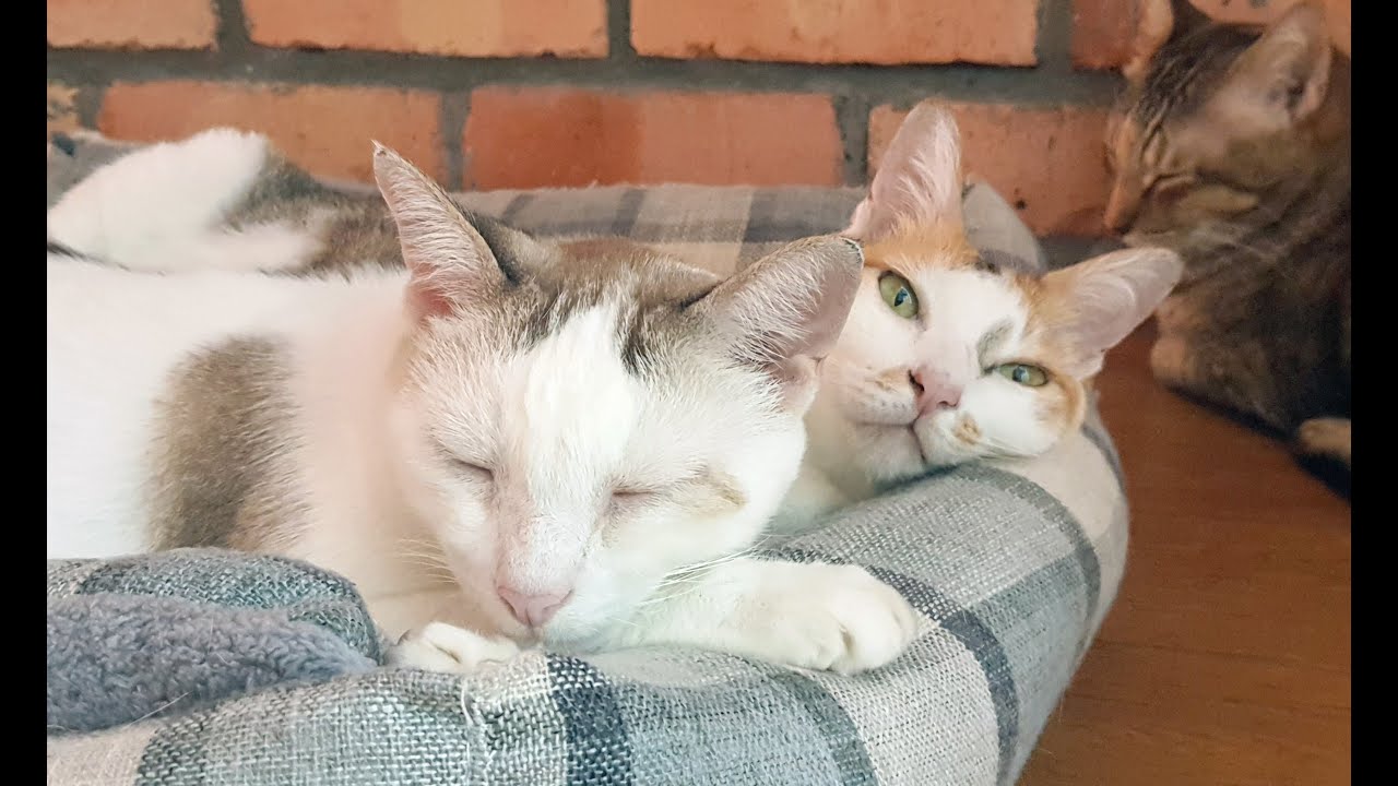 #94 Coping With Aging Cats | Chronic Diarrhea | Billy's Recovery Part 2 ...