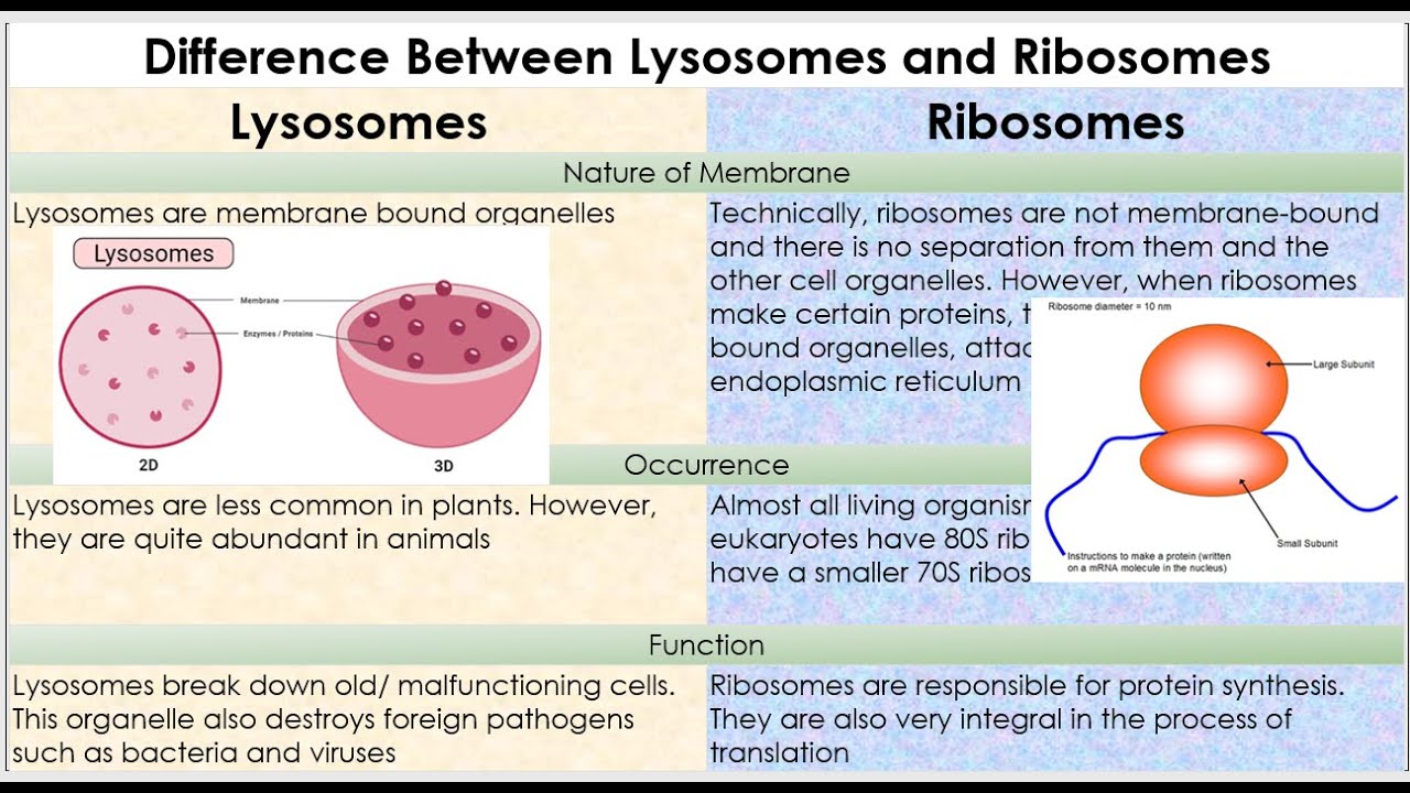 Lysosomes vs Ribosomes - YouTube